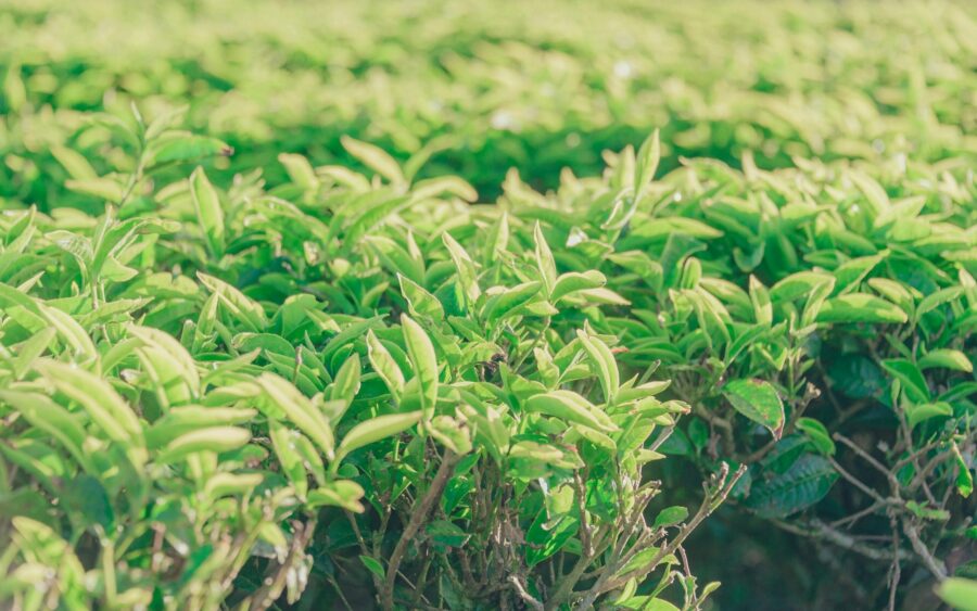 What Are Herbal Infusions 5 Major Types And Health Benefits